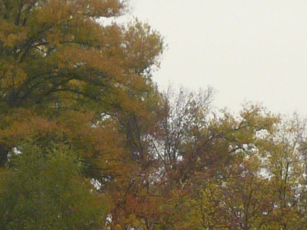 forest side view texture 0007 - Texturelib